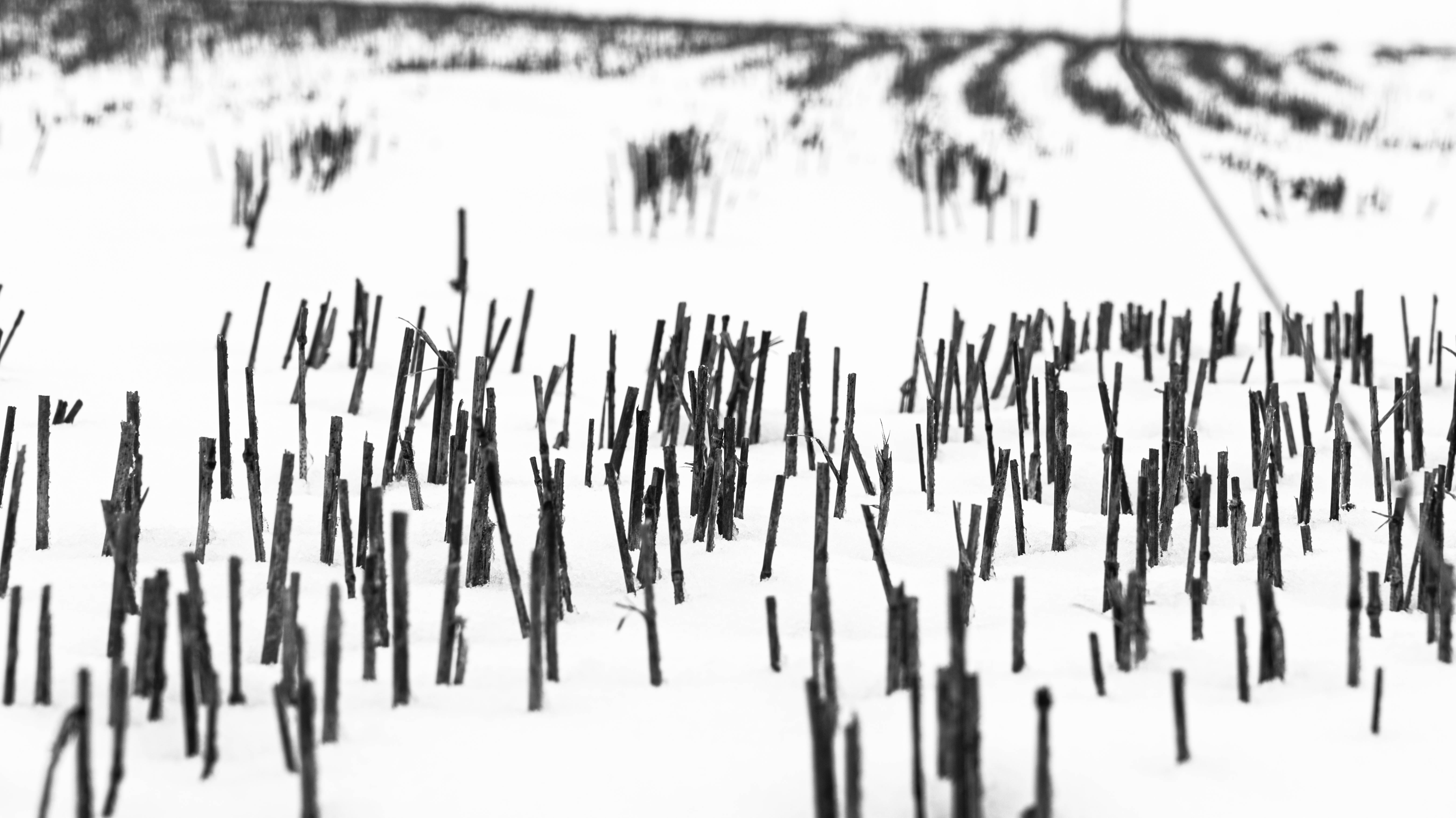 Jazz-Foto Club - Бег (15.01.2025)