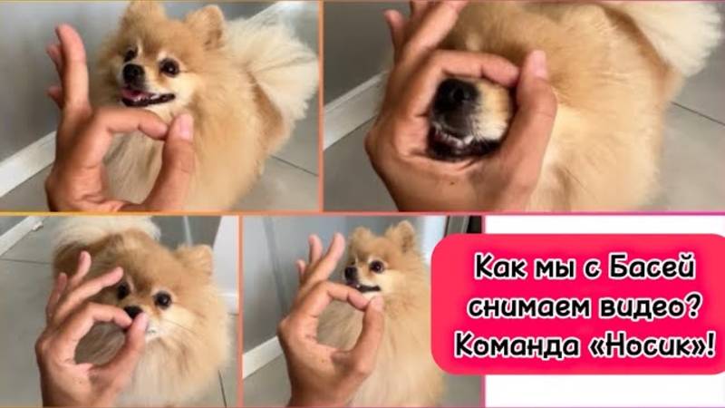 Как мы с Басей снимаем видео! Команда «Носик»!