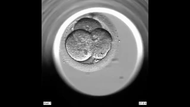 Pазвитие эмбриона с прямым дроблением