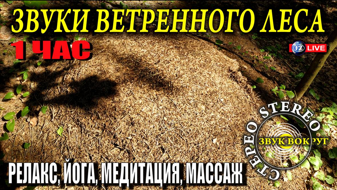 ЗВУКИ ЛЕСА 1 ЧАС, БЕЛЫЙ ШУМ, СОН, РЕЛАКС, ЙОГА, СПА, ASMR