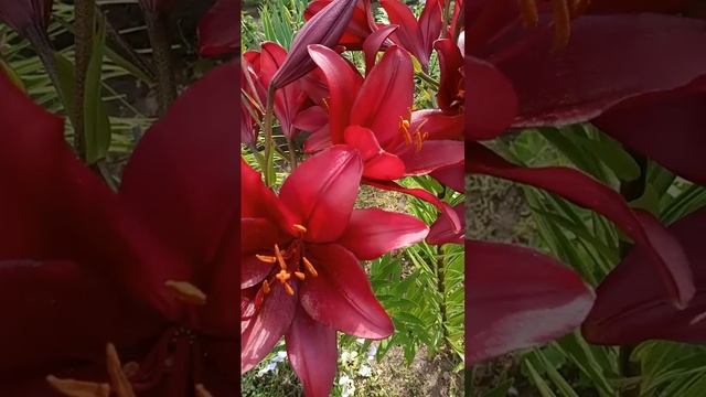 ЦВЕТУТ УДИВИТЕЛЬНО КРАСИВЫЕ КРАСНЫЕ ЛИЛИИ НА МОЕЙ ДАЧЕ В ПОДМОСКОВЬЕ. НАЗВАНИЯ НЕ ЗНАЮ.