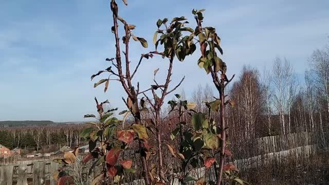 Купили дом на земле. Оттепель.