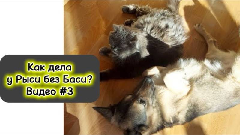 Как дела у Рыси без Баси? Видео #3