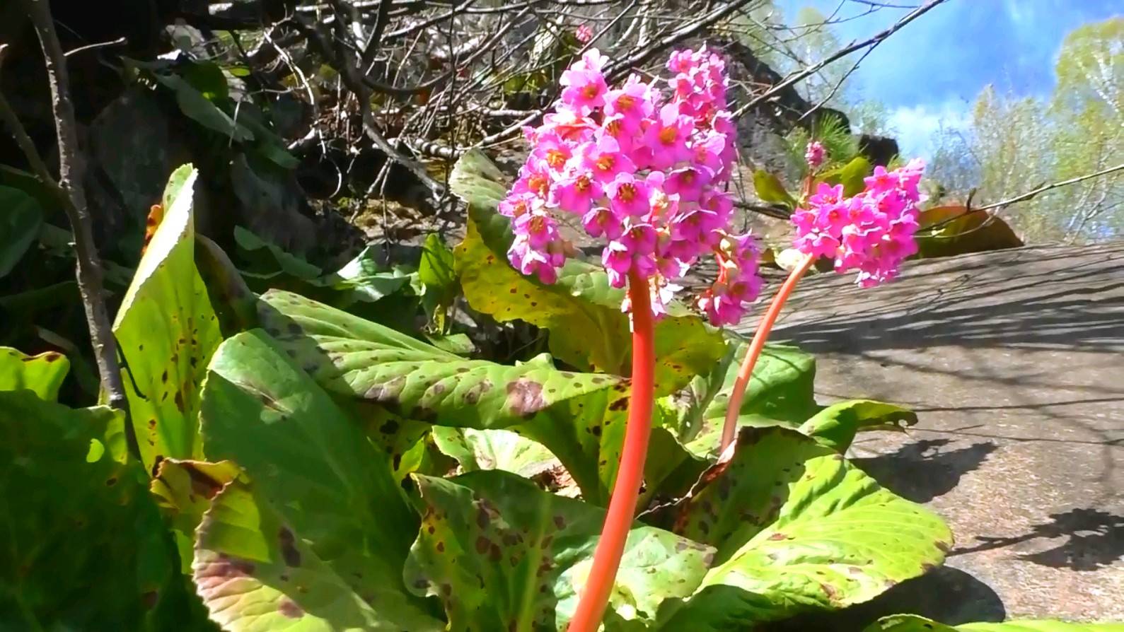 Растение бадан Как спастись от клеща