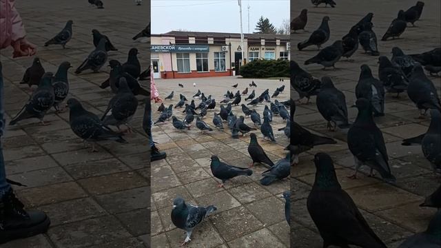 Кормим голубей))Весёлые моменты