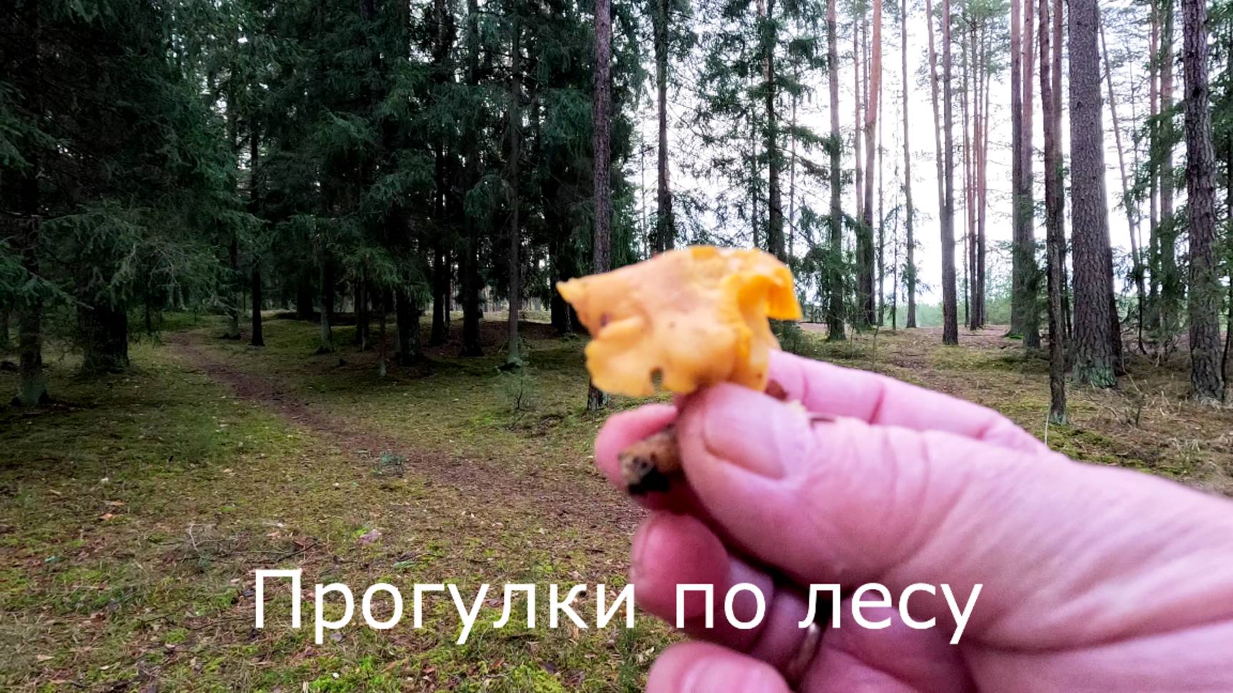 Прогулки по лесу. В лесу без снега. Нашел одну лисичку.