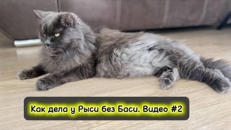 Как дела у Рыси без Баси. Видео #2