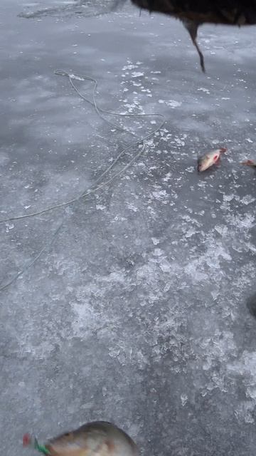 УЖЕ ЧЕТВЕРТЫЙ ПОДВИСАЕТ НА ПОДЪЕМ С ПОКАЧИВАНИЕМ БАЛАНСИРА!!!