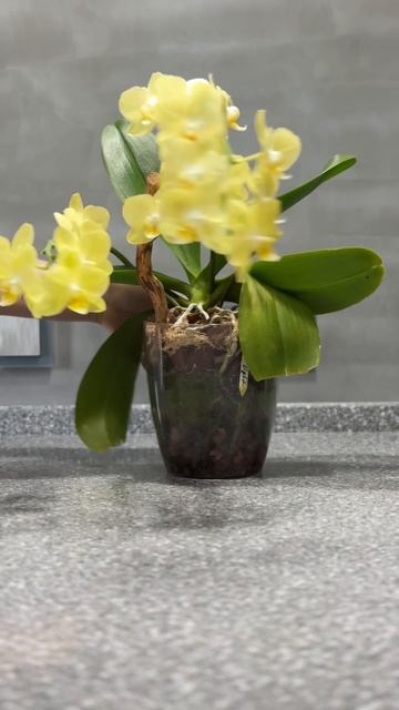 Фаленопсис Летний свет✨🌼 (Summer light)