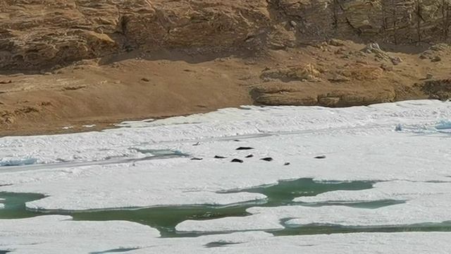 Бухта с тюленями. Но к ним не подойти. #seals #antarctic