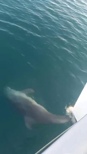 В Сочи вернулась весна! Дельфины начали приходить к людям