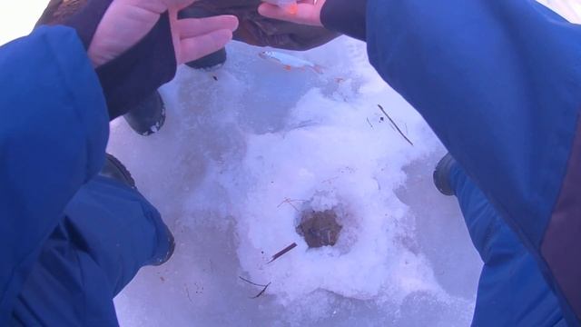 Закрытие зимней рыбалки. Окунь. Плотва 28 .03. 2021