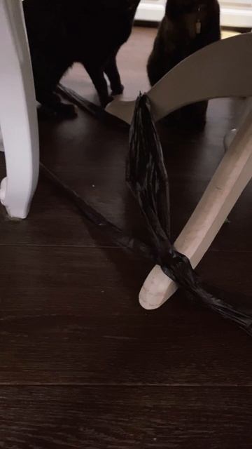 Коты провели диверсию 🤣