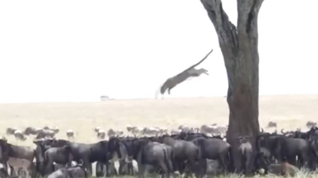 Охота леопарда