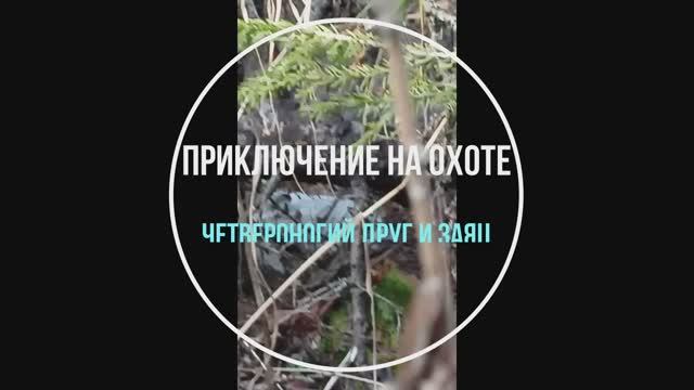 Четвероногий друг и заяц