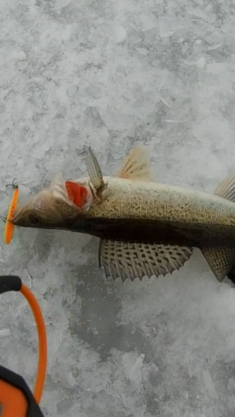 ХУДОЙ, А ВДАРИЛ #рыбалка #FishingHolidays