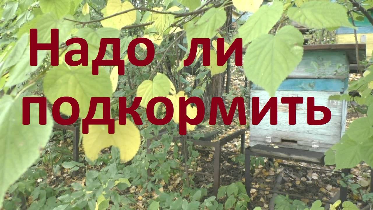 Определяю, надо ли подкармливать пчел в зиму