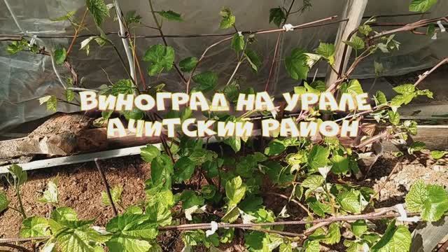 Виноград на Среднем Урале. Посадка. Табак и кукуруза...