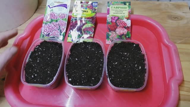 Посев и всходы трёх сортов гвоздики турецкой