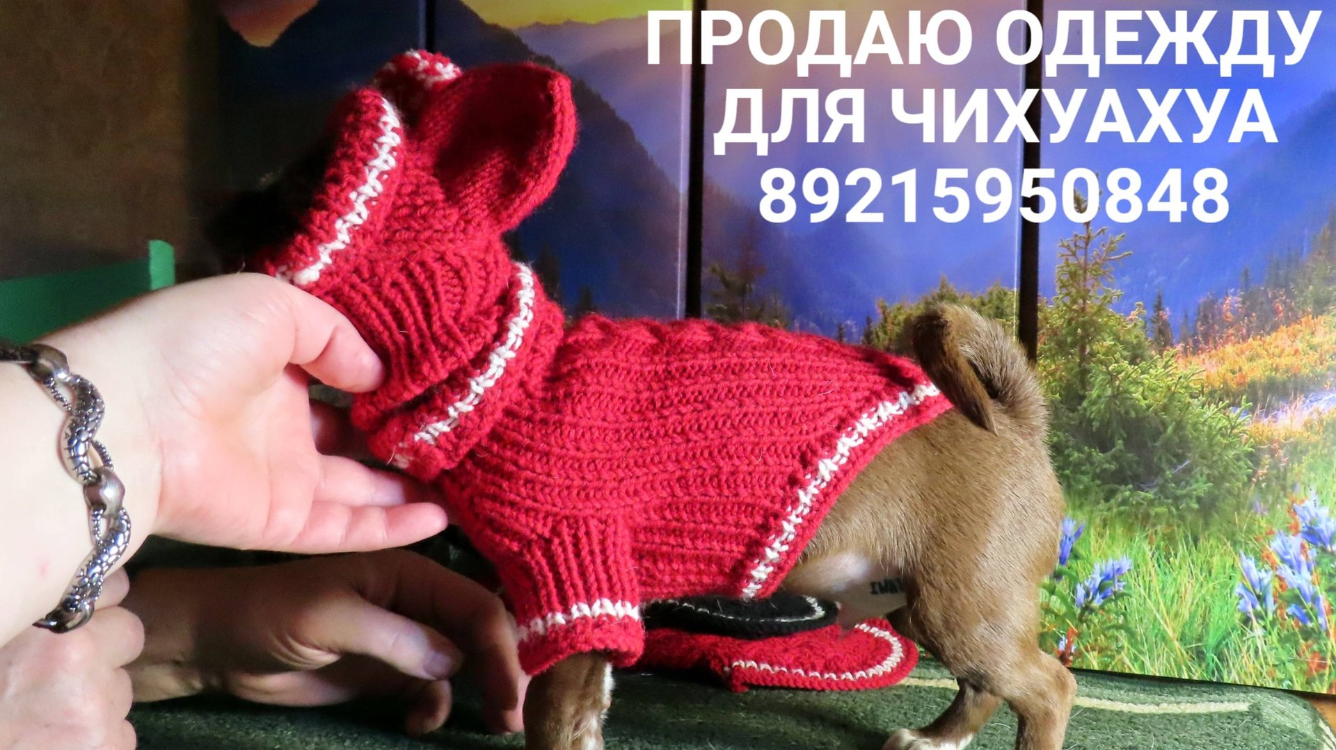 ФОТОМОДЕЛЬ Умка #вяжуназаказ #одеждадлясобак #купитьодежду 89215950848 #одеждадлячихуахуапродаюшапка