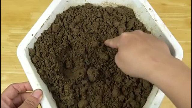 Всего 1 зубчик лука поможет растению Адениум прорасти