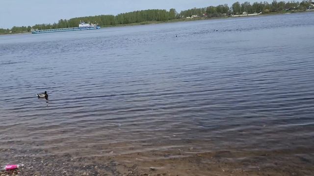 Прогулка по Павловской роще 02 07 2023 г  и 30 04 2024 г