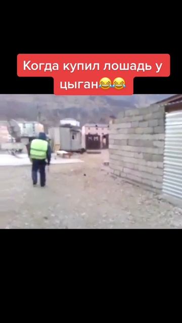 Купили лошадь у Цыган