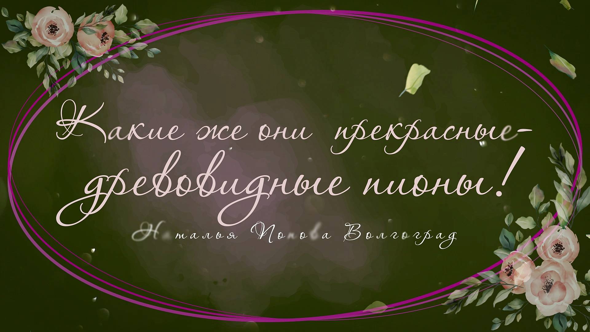 Какие же они прекрасные – древовидные пионы