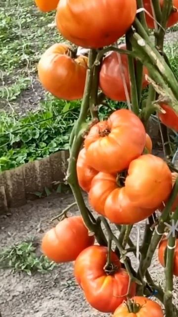 Итальянский сорт томата" Томаты из Трамонте"