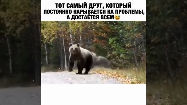 Мемы. Приколы. Золотая коллекция