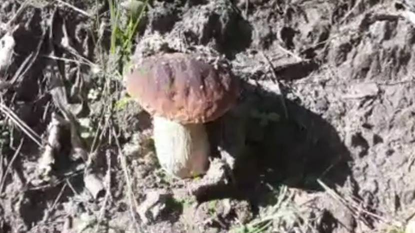 ЛЕС, СОБИРАЕМ ГРИБЫ! ВТОРАЯ СЕРИЯ. БЕЛЫЕ, РЫЖИКИ, ВОЛНУШКИ, БЕЛЯНКИ, ЛИСИЧКИ МАСЛЯТА !