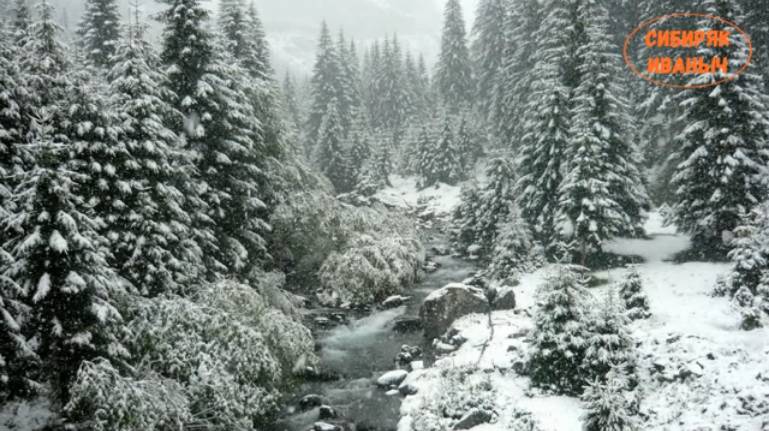 Закрытие сезона охоты по сибирской косуле! Шикарный выстрел!!!