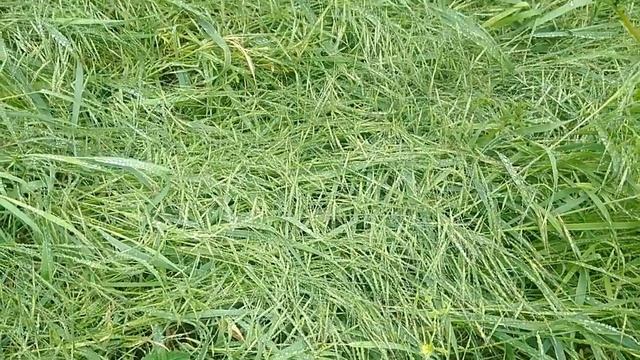 Весенний дождь в Молодогвардейске