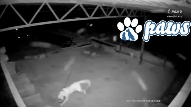 Кангал - Гигант с Самым Сильным Укусом в Мире! Спокойно Убивает Волка!