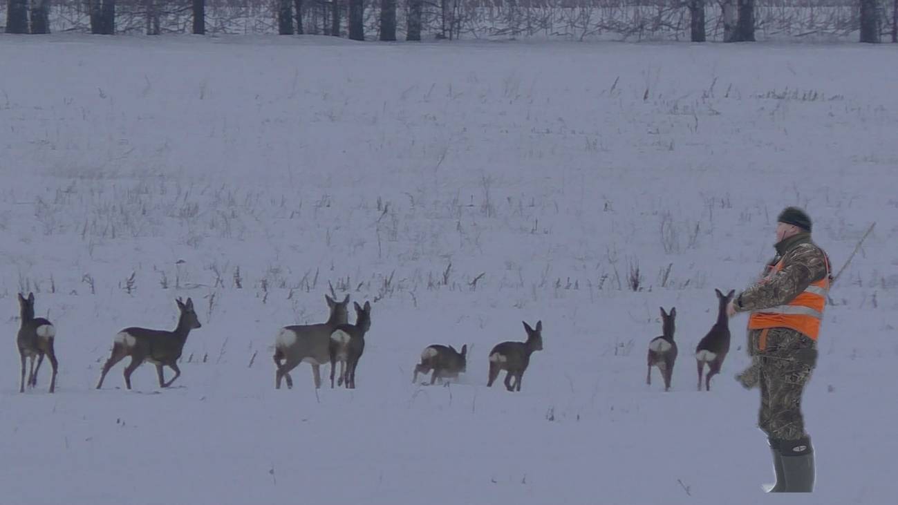 Отличное закрытие загонной охоты. Лоси шли на номера, косули и кабаны пытались скрыться.