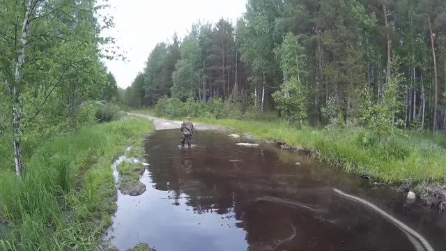 Дороги наши лесные...