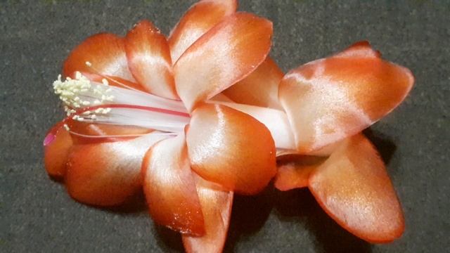 шлюмбергера ORANGE FLAME