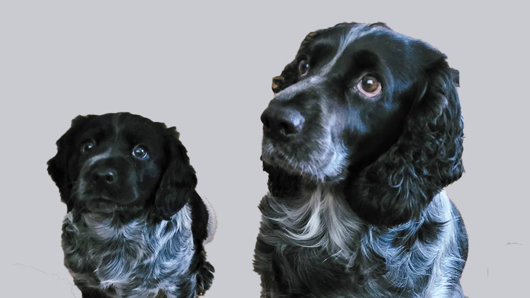 Как научить собаку спокойно встречать хозяина