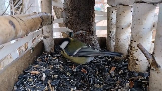 Обедаем,на отсутствие аппетита никто не жалуется.Все довольны. Воробьи не захотели сниматься.