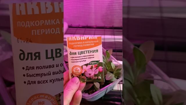 3 удобрения для эустомы