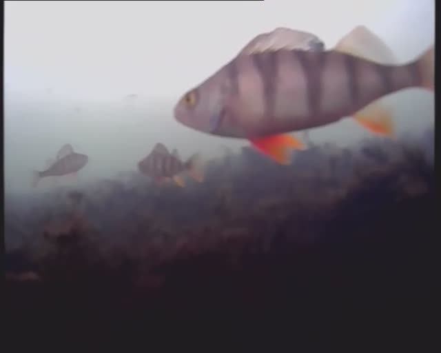 Подводный мир на реке Тёша Январь 2025 года