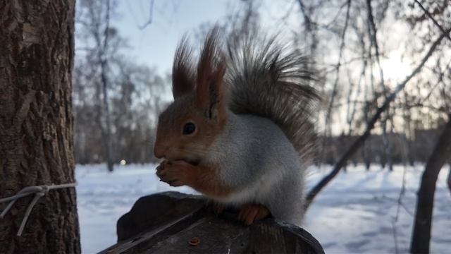 Замедленная съёмка белочки