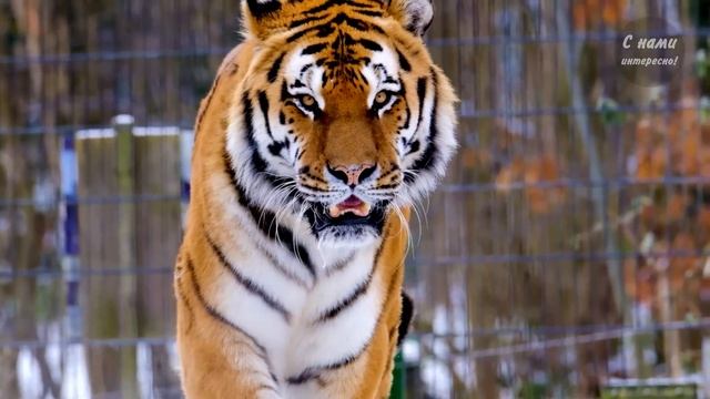 Может ли Кангал Победить Тигра, Льва или Ягуара в Бою Один На Один?!