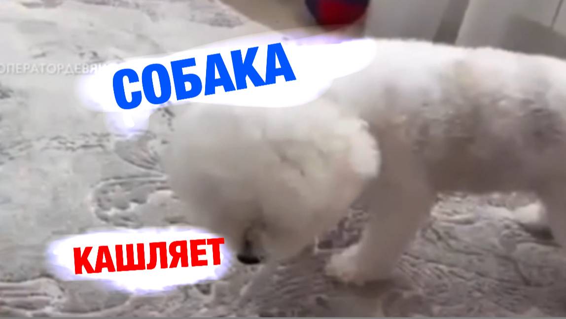 Питомниковый кашель/вирус у домашних животных - всё, что нужно знать.