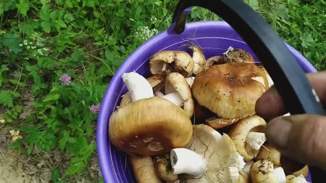 У нас в Одессе это не едят.