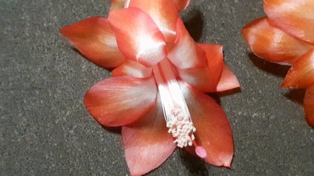 THOR MILA & ORANGE FLAME & ANGARA шлюмбергера