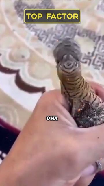 Эта птица притворяется змеей очень искусно