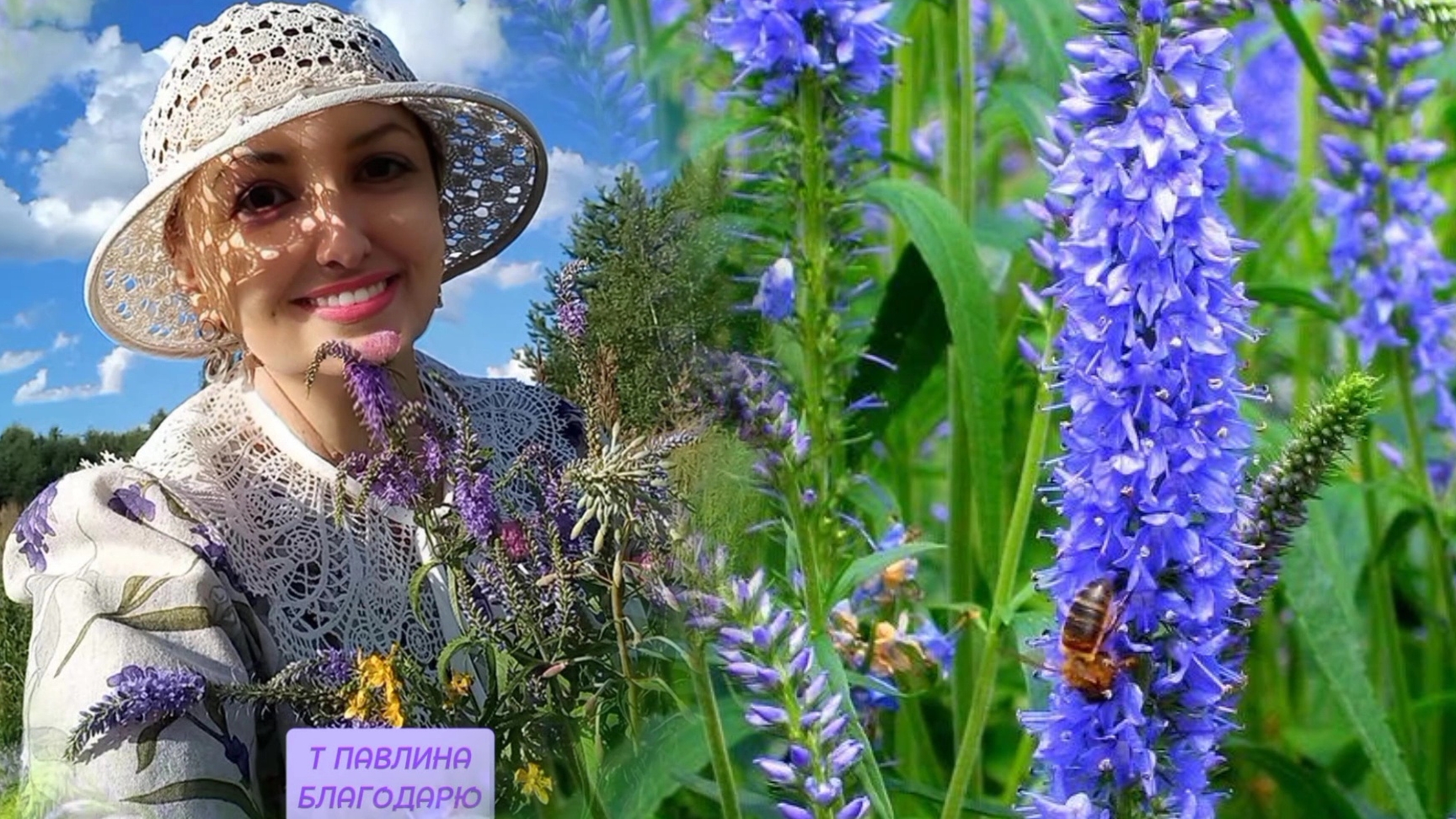 Сиреневый рай. Цветёт Вероника длиннолистная Видео фильм. #Лекарственныетравы