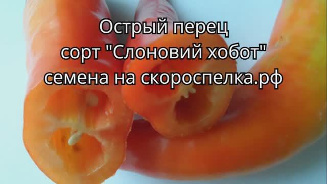 Острый перец сорт "Слоновий хобот" Прекрасно вызревает под открытым небом у нас в Сибири Семена тут