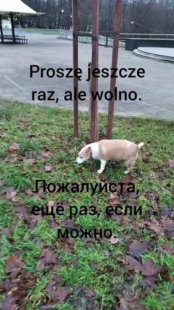 #польский_язык 📚✍️❤️ #легко_и_с_удовольствием🐕_#шорт